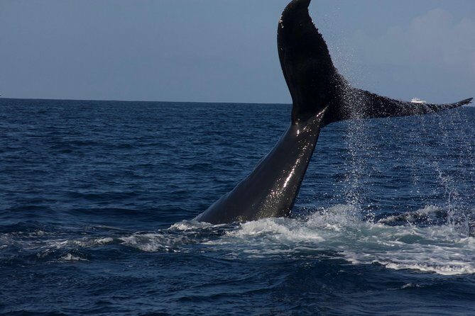 Private Whale Watching Charter (Grand Turk) - Pricing and Value