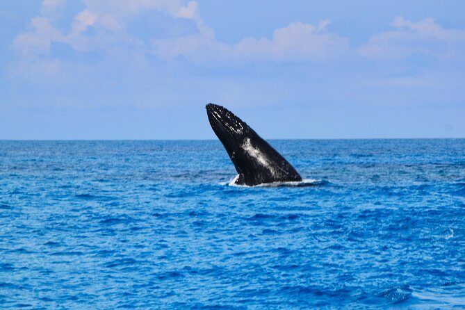 Private Whale Watching Charter (Grand Turk) - Who Should Consider This Tour?