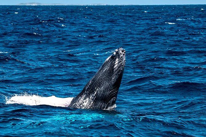 Private Whale Watching Charter (Grand Turk) - Frequently Asked Questions