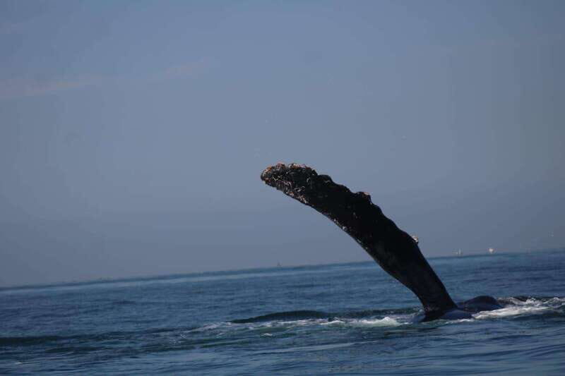 Private whale watching in mazatlan - An Up-Close Look at the Experience