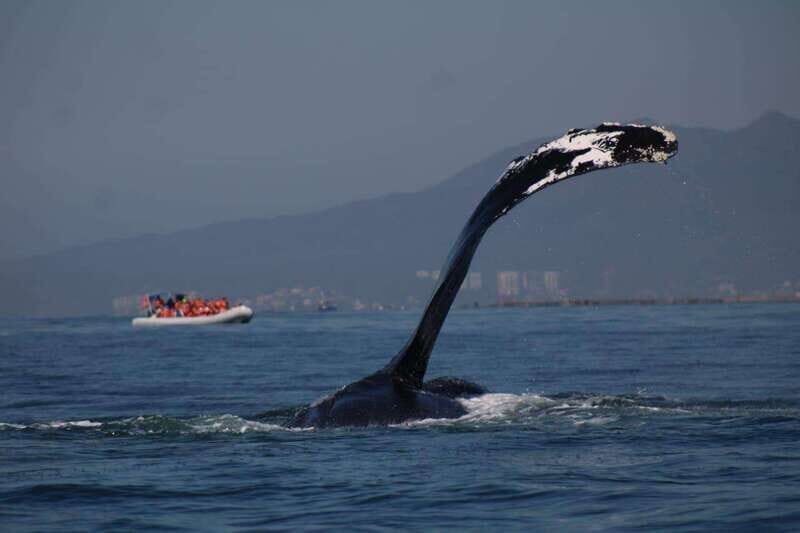 Private whale watching in mazatlan - Analyzing the Cost and Value