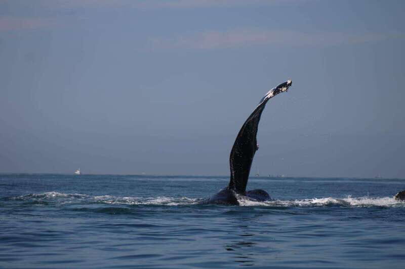 Private whale watching in mazatlan - Practical Tips for Booking & Enjoyment
