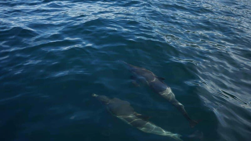 Private whale watching in mazatlan - Who Would Love This Tour?