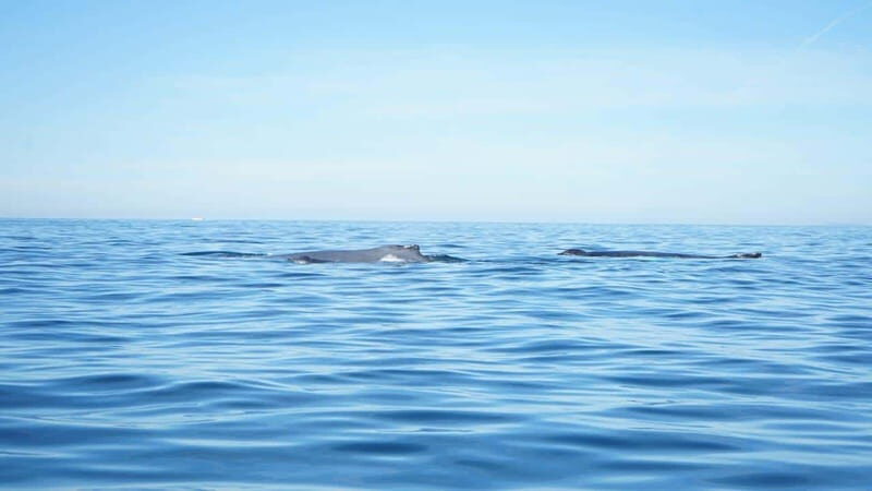 Private whale watching in mazatlan - FAQ