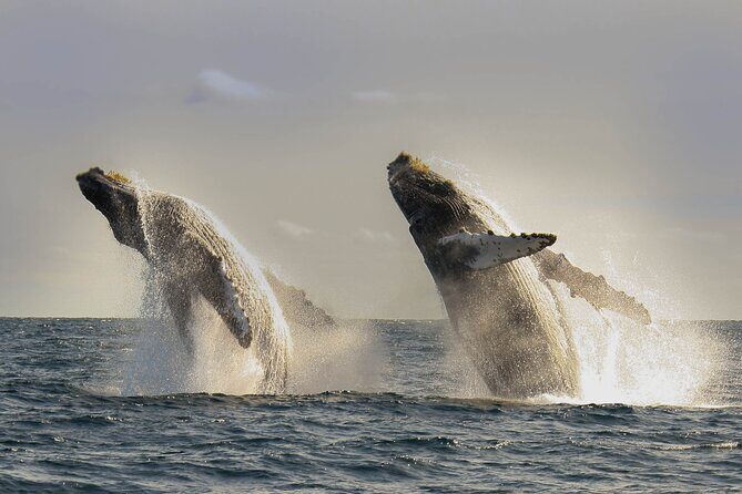 Private Whale Watching in San José del Cabo - The Experience: What to Expect on Your Private Whale Watching Tour