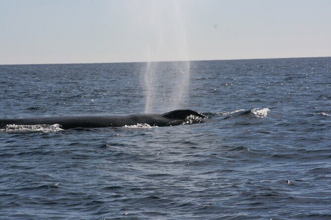 Private Whale Watching in San José del Cabo - Practical Tips for Your Trip