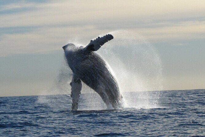 Private Whale Watching in San José del Cabo - Who Will Love This Tour?
