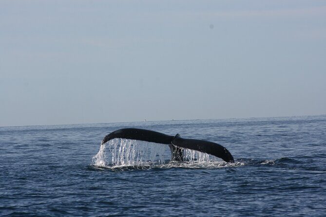 Private Whale Watching in San José del Cabo - FAQ