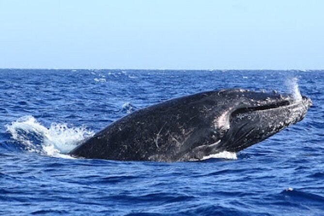 Private Whale Watching in San Jose Del Cabo snack,drinks,Warranty - Snacking and Refreshments: An Unexpected Bonus