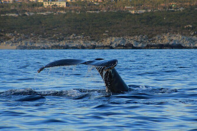 Private Whale Watching in San Jose Del Cabo snack,drinks,Warranty - The Value of a Private Tour
