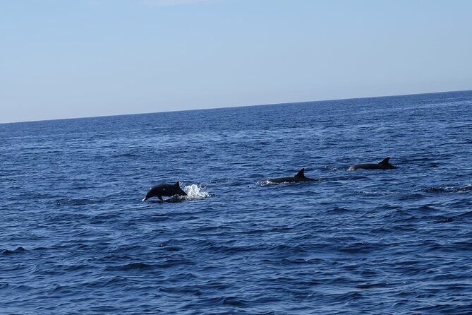 Private Whale Watching in San Jose Del Cabo snack,drinks,Warranty - Weather Considerations and Cancellation Policy