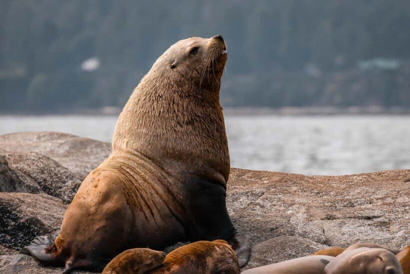 Private Whale Watching Nanaimo - Open Boat - How It Compares to Similar Tours