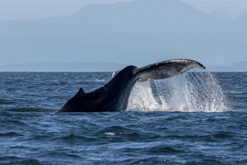 Private Whale Watching Nanaimo - Semi-Covered Boat - Introduction
