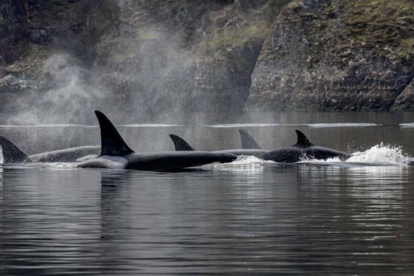 Private Whale Watching Nanaimo - Semi-Covered Boat - Key Points