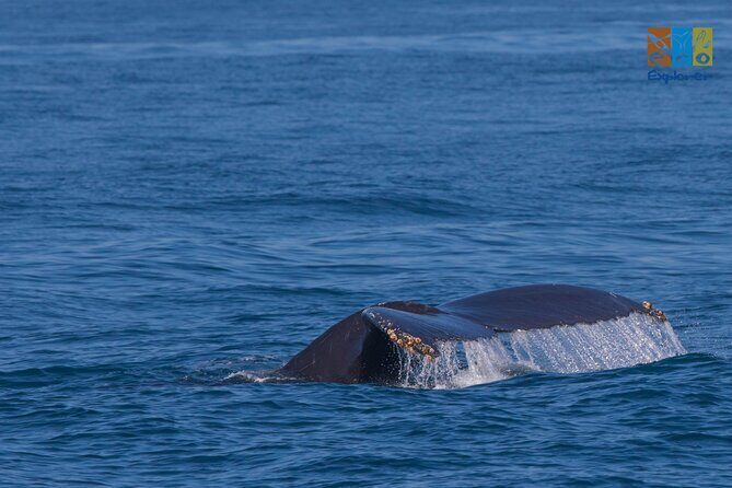 Private Whale watching Puerto Vallarta - Exploring the Private Whale Watching Tour in Puerto Vallarta