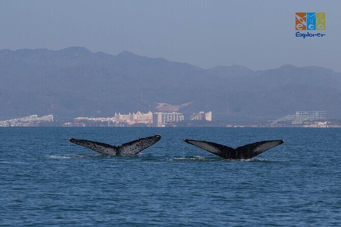 Private Whale watching Puerto Vallarta - Key Points