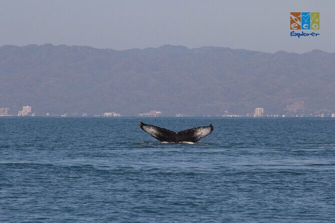 Private Whale watching Puerto Vallarta - The Sum Up