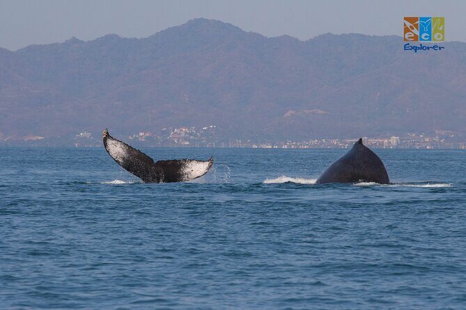 Private Whale watching Puerto Vallarta - Frequently Asked Questions