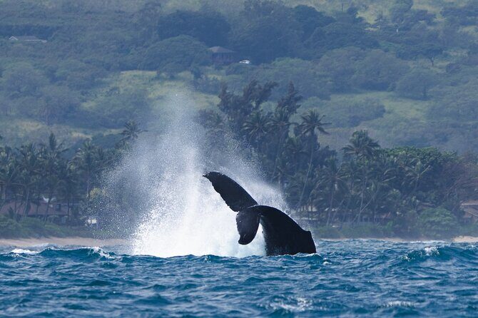 Private Whale Watching Safari from North Shore Oahu - Practical Details and Value