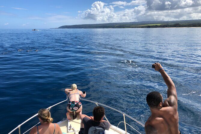 Private Whale Watching Safari from North Shore Oahu - Final Thoughts: Is This Tour for You?