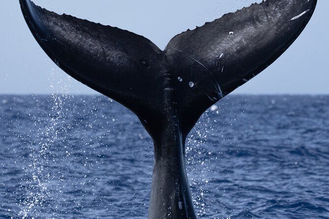 Private Whale Watching Safari from North Shore Oahu - FAQ