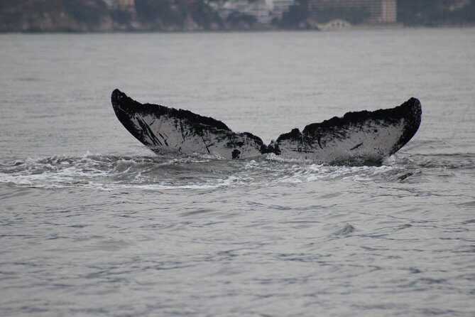 Private Whale Watching Tour in Puerto Vallarta - The Sum Up