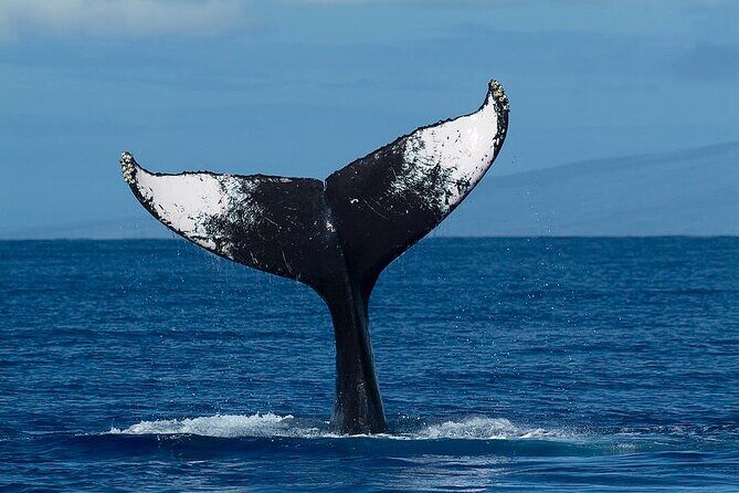 Private Whale Watching Tour of Oahu - What to Expect on Your Private Whale Watching Tour