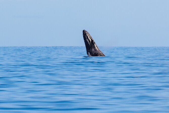 Private Whale Watching Tour of Oahu - Practical Details and Tips