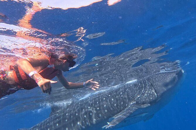 Private Whale Watching Tours in Isla Mujeres - Meta Description