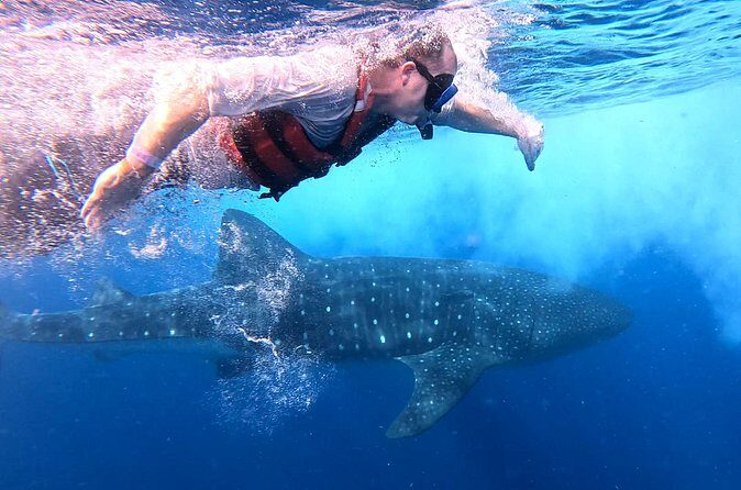 Private Whale Watching Tours in Isla Mujeres - The Sum Up