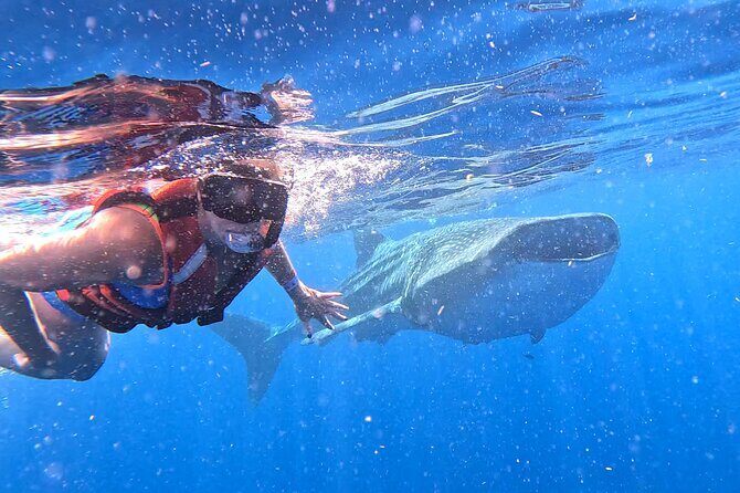 Private Whale Watching Tours in Isla Mujeres - FAQ