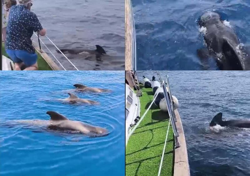 Private Whales & Dolphins Excursion: for you exclusively! - An In-Depth Look at the Experience