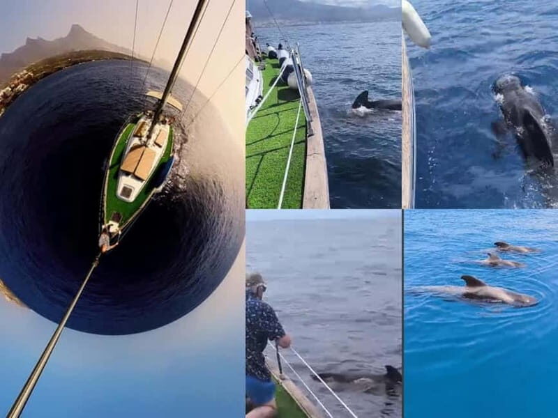 Private Whales & Dolphins Excursion: for you exclusively! - Practical Details & Tips