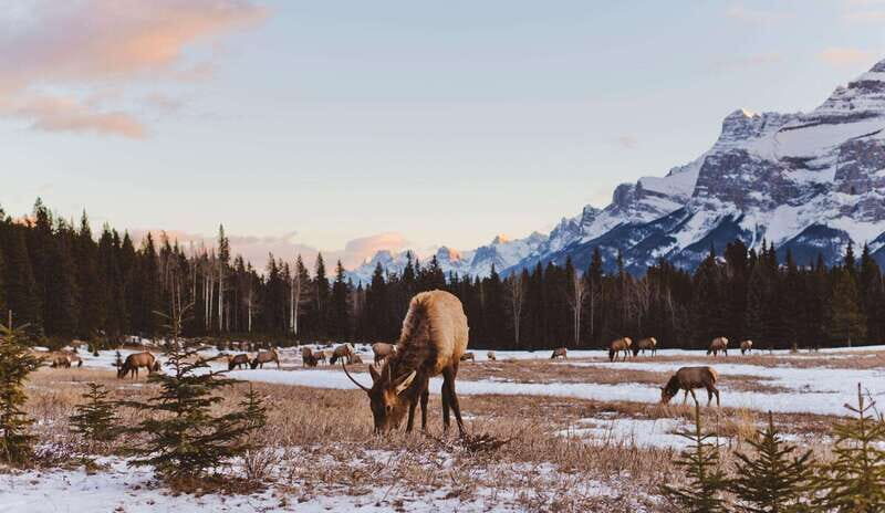 PRIVATE Wilderness and Wildlife Walking Tour - 2.5H - Key Points