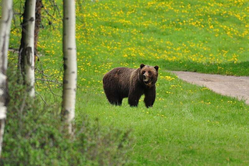 PRIVATE Wilderness and Wildlife Walking Tour - 2.5H - A Deep Dive into the Experience
