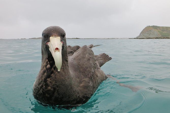 Private Wildlife Kayaking Tour - Kaikoura - The Sum Up