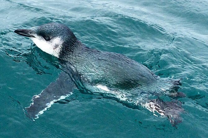 Private Wildlife Kayaking Tour - Kaikoura - Frequently Asked Questions