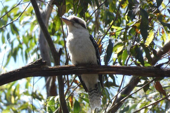 Private Wildlife Tour Wombats Kangaroos and Waterfalls - An In-Depth Look at the Itinerary