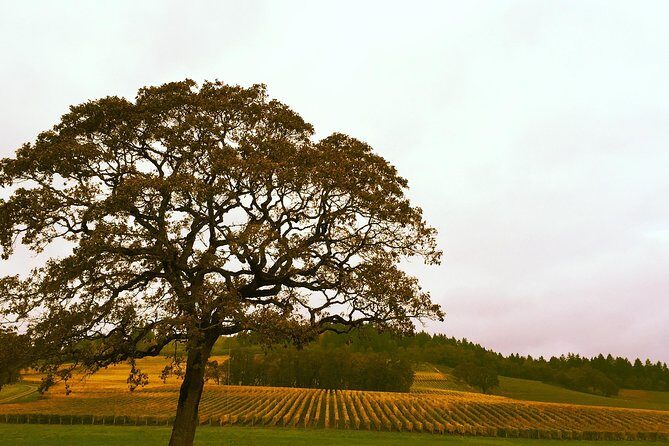 Private Willamette Valley Wine Tour from Portland (All tasting fees included) - An Authentic, Comfortable Escape from Portland