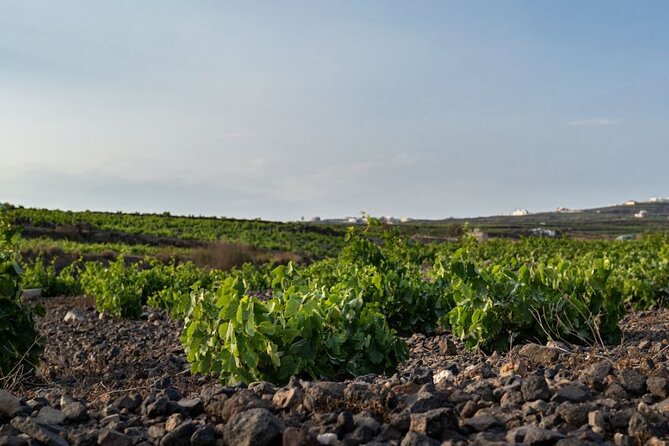 Private Wine Adventure Tour in the Most Distinct Wineries - A Closer Look at the Private Wine Adventure Tour in Santorini