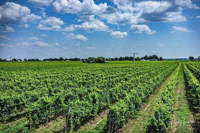 Private Wine and Chocolate Tour in Niagara Wine Region - Frequently Asked Questions