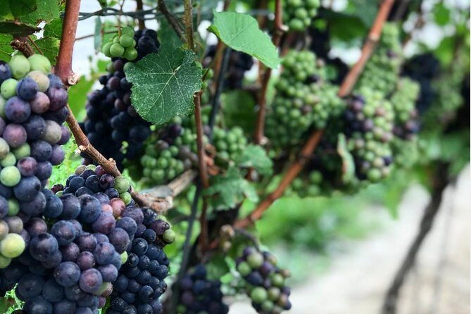 Private Wine & Charcuterie Tour (Customizable) - An In-Depth Look at the Itinerary