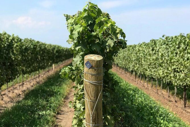 Private Wine & Charcuterie Tour (Customizable) - FAQ