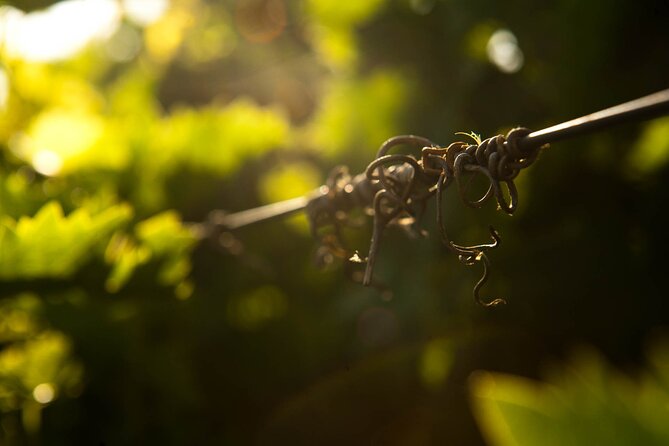 Private Wine & Food Pairing at Silva Winery (10 labels) - An In-Depth Look at the Silva Winery Experience