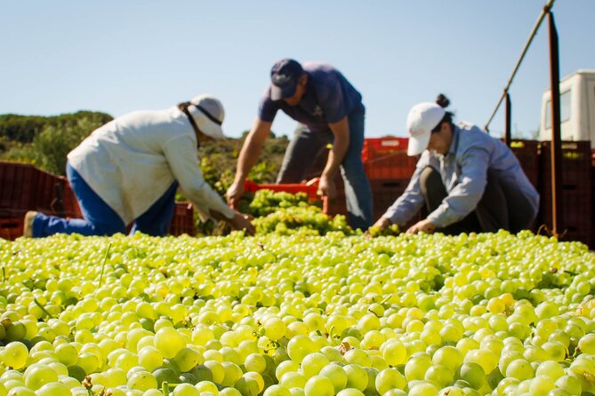 Private Wine & Food Pairing at Silva Winery (10 labels) - FAQ