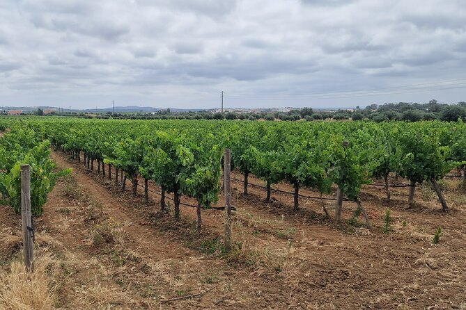 Private Wine Tasting Tour at 2 Wines Setúbal/ Sesimbra - Exploring the Setúbal/Sesimbra Region