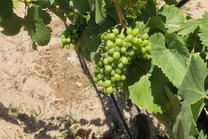 Private Wine Tasting Tour at 2 Wines Setúbal/ Sesimbra - Discovering Local Wines