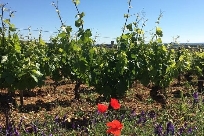 Private Wine Tasting Tour - Côte De Beaune & Côte De Nuits 3 Wineries, 15+ Wines - Key Points