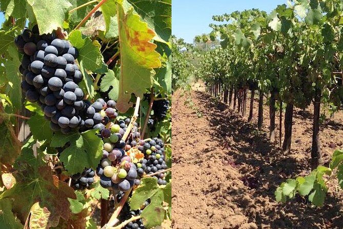 Private Wine Tasting Tour From Santa Ynez, Solvang or Buellton! - The Value of the Experience