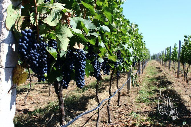 Private wine tasting & wine pairing tours - The Itinerary: What You Can Expect